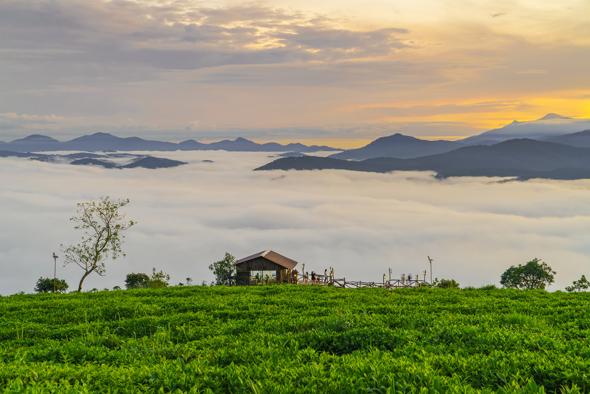 Trải nghiệm săn mây Đồi chè Cầu Đất Đà Lạt